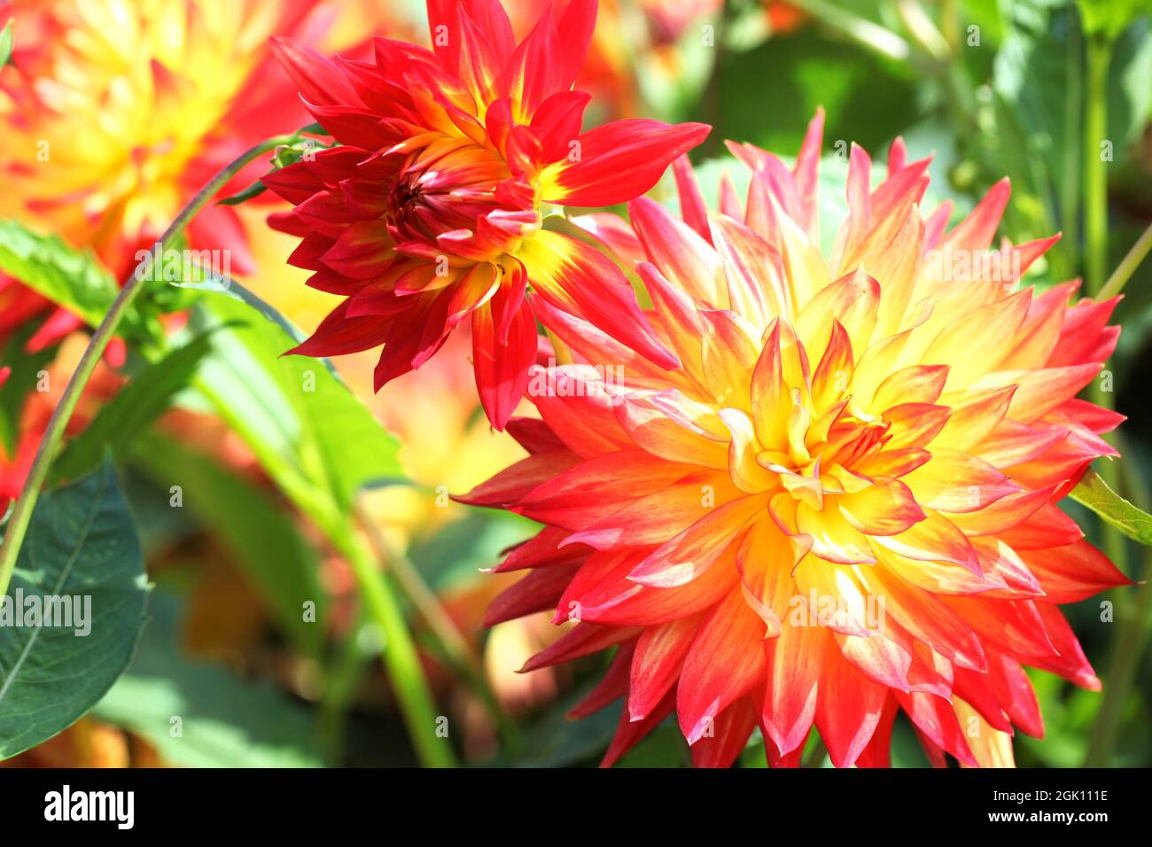 Dahlia ' Kenora Sunset ' Stock Photo - Alamy