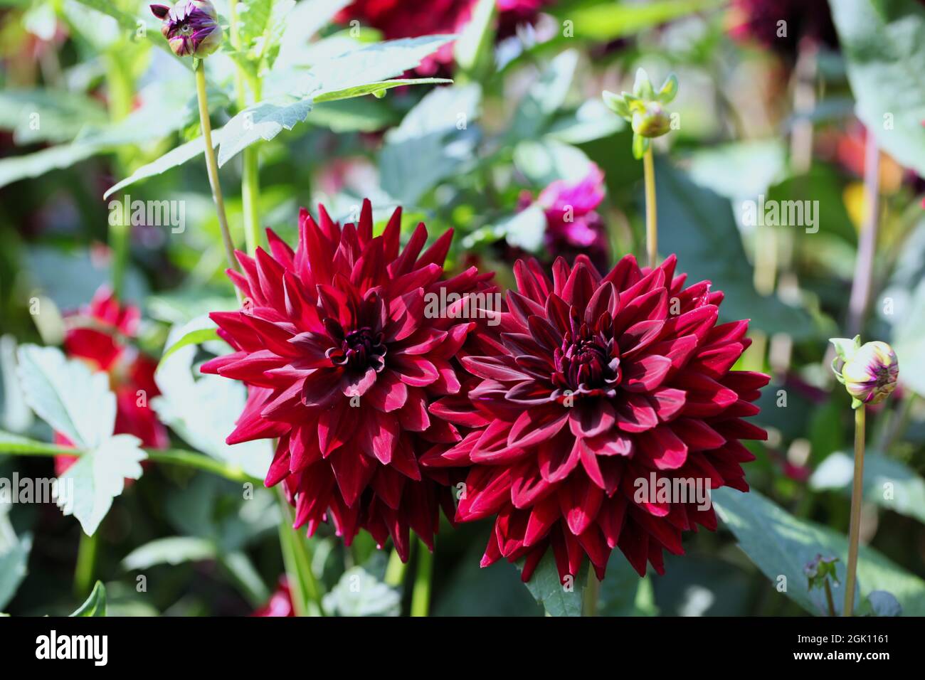 Tubular growing cactus hi-res stock photography and images - Alamy
