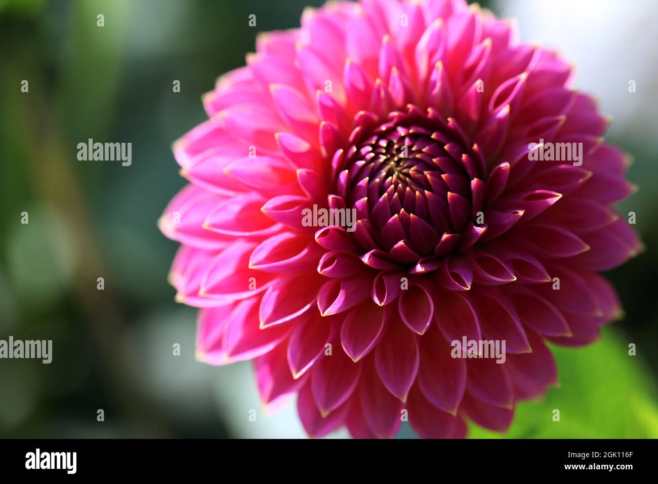 Close-up of Dahlia Polventon Kristobel Stock Photo - Alamy