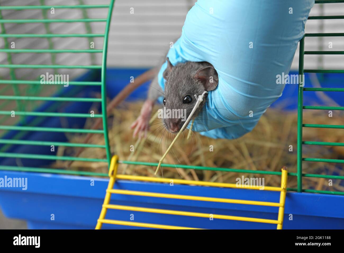 Rat cage experiment hi-res stock photography and images - Alamy