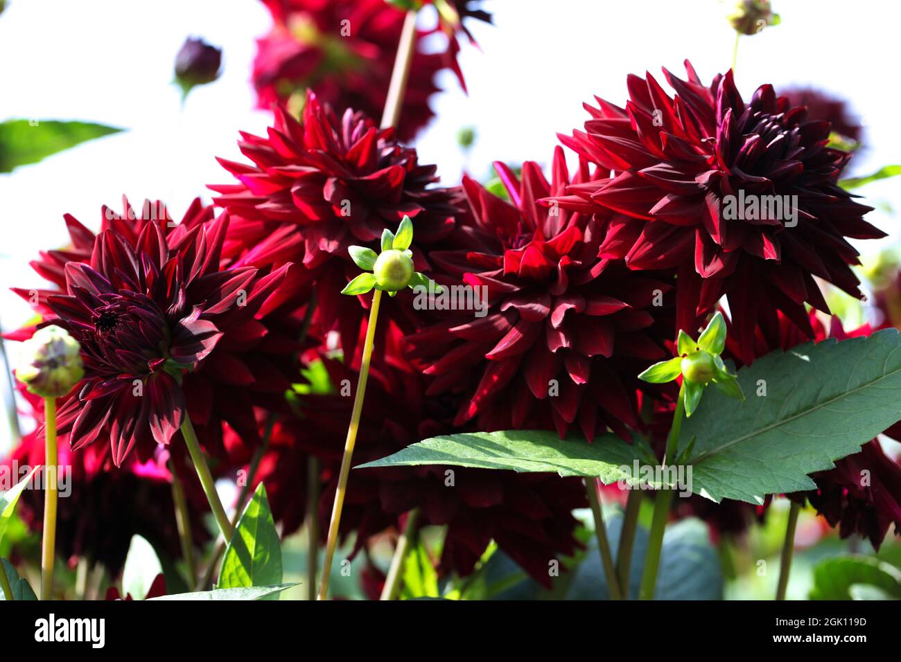 Tubular growing cactus hi-res stock photography and images - Alamy