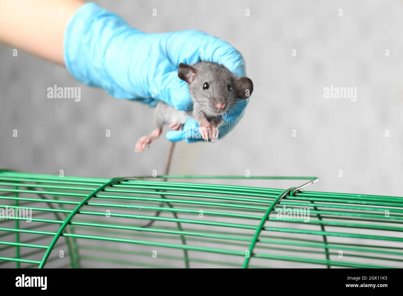 Animal researcher mice hi-res stock photography and images - Alamy