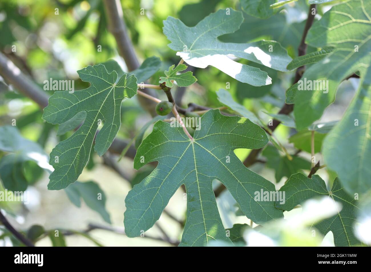 Fig Tree / Ficus carica 'Brown Turkey ' Stock Photo - Alamy