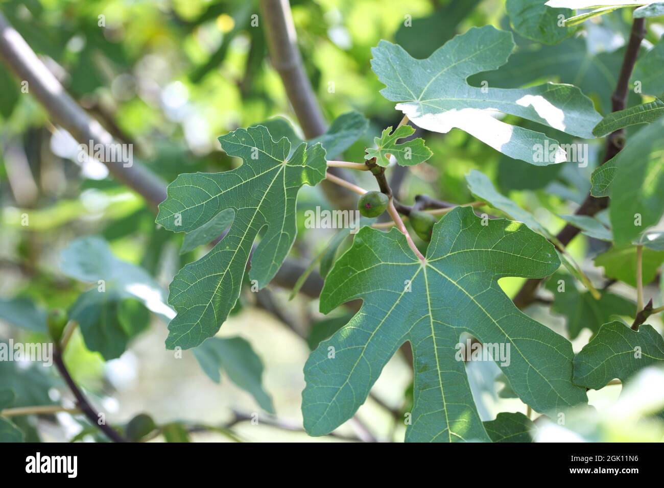 Common Fig Tree / Ficus carica 'Brown Turkey ' Stock Photo - Alamy