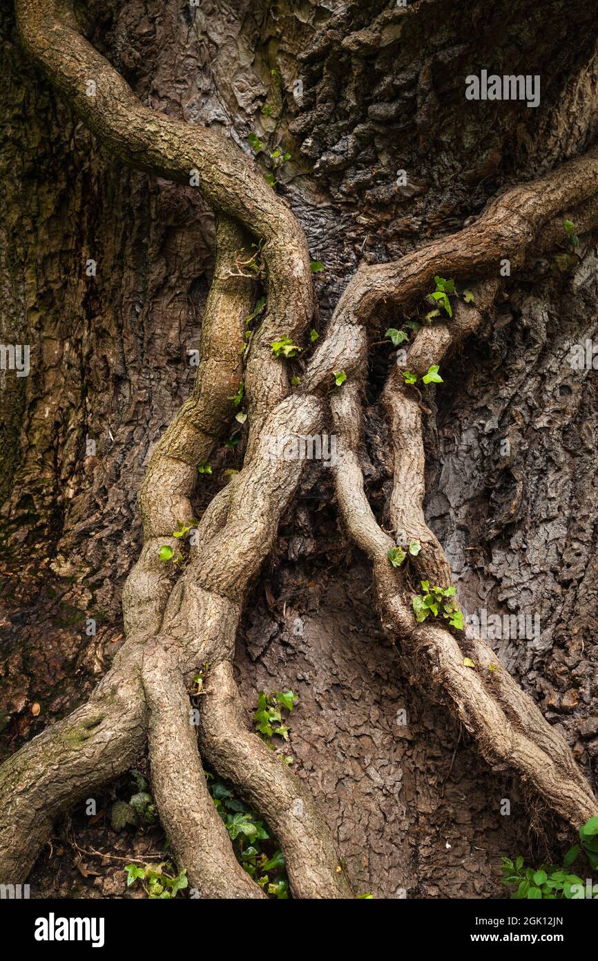 Poplar tree trunk knows also as tulip tree (liriodendron tulipifera ...