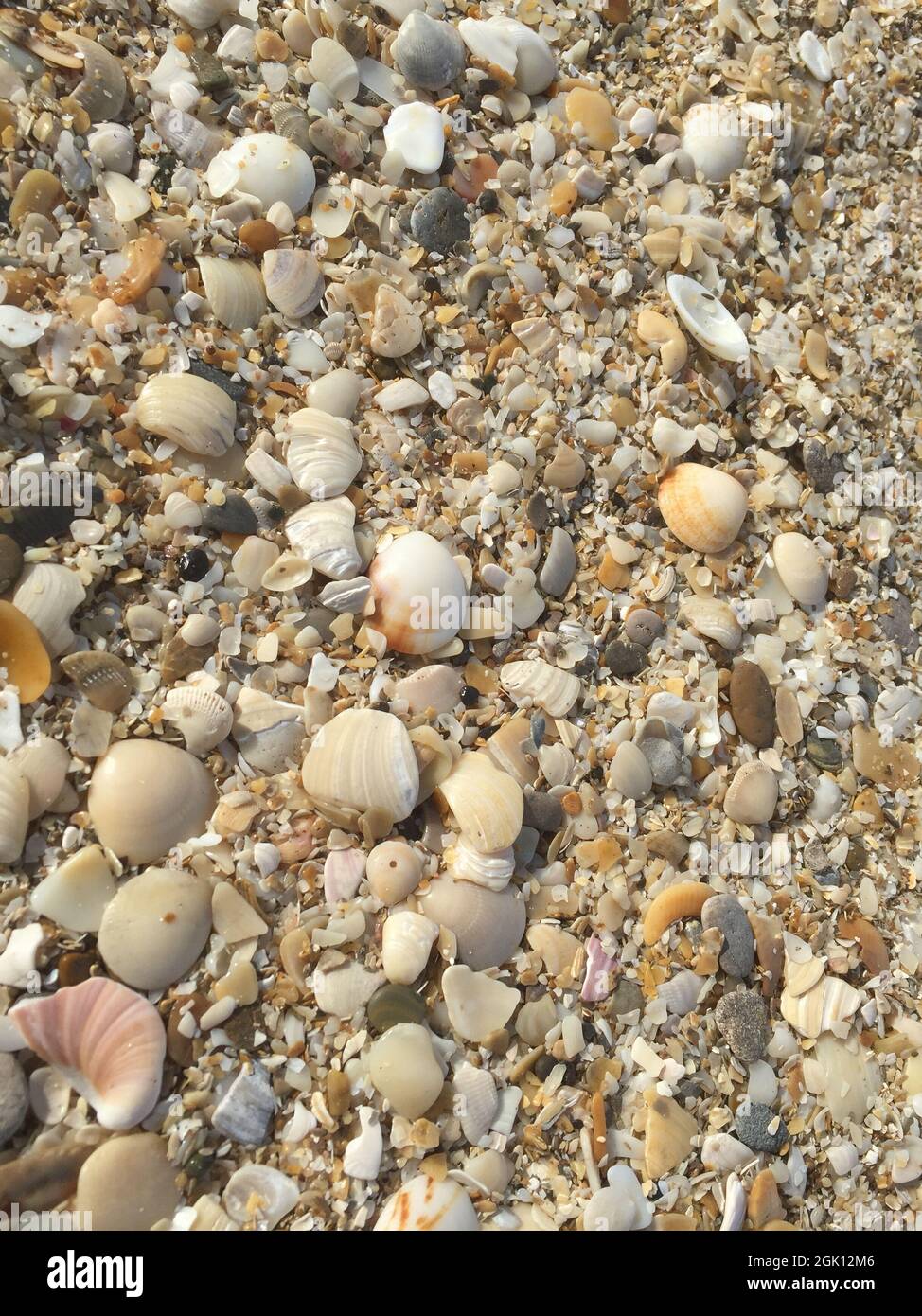 Sea shell on the seashore. Villa Gesell. Argentina Stock Photo - Alamy