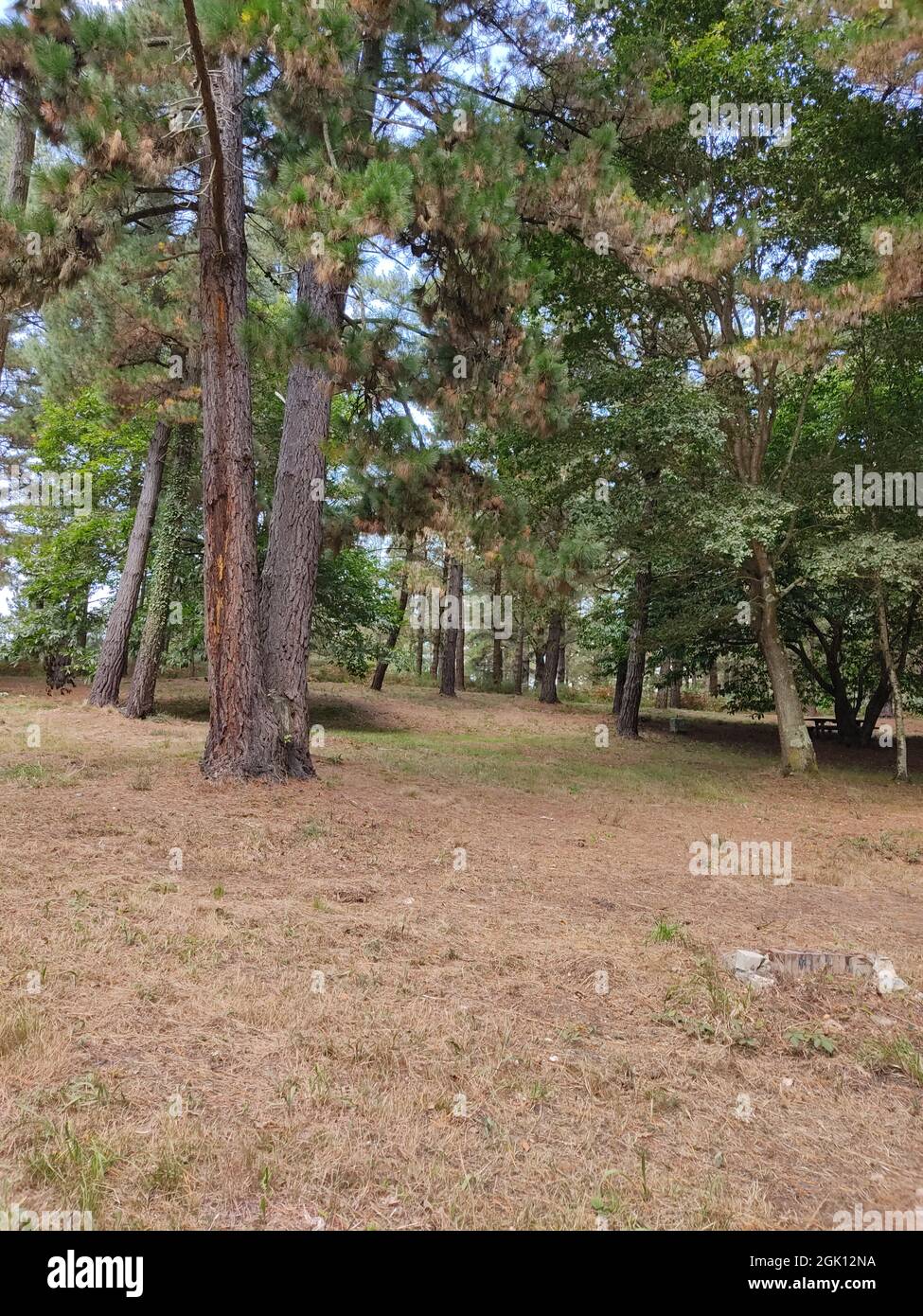 A view of a forest with tall trees Stock Photo - Alamy