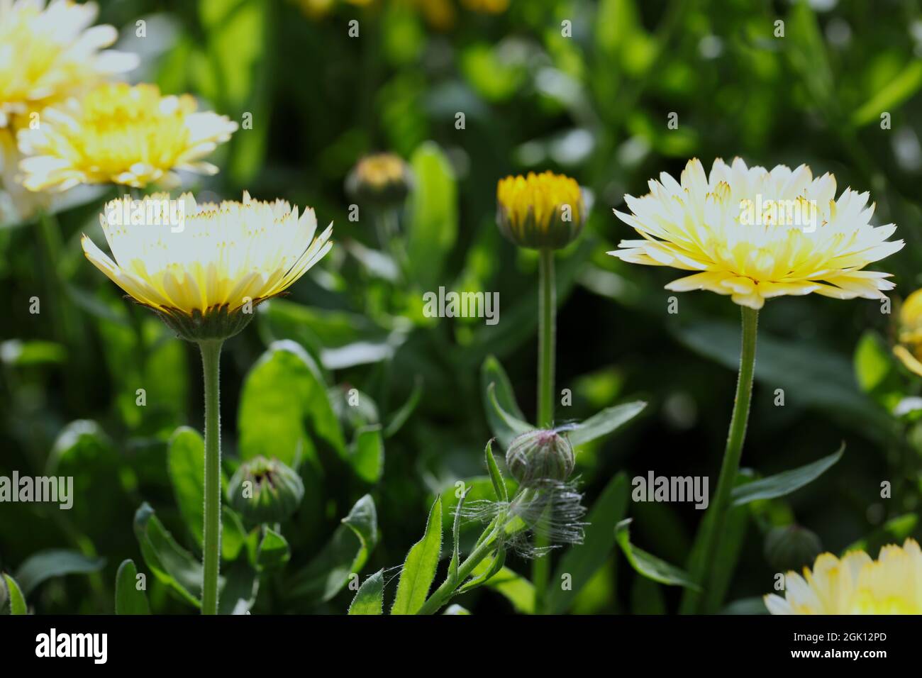 Marigold / Calendula officinalis, ' Ivory Princess ' Stock Photo - Alamy