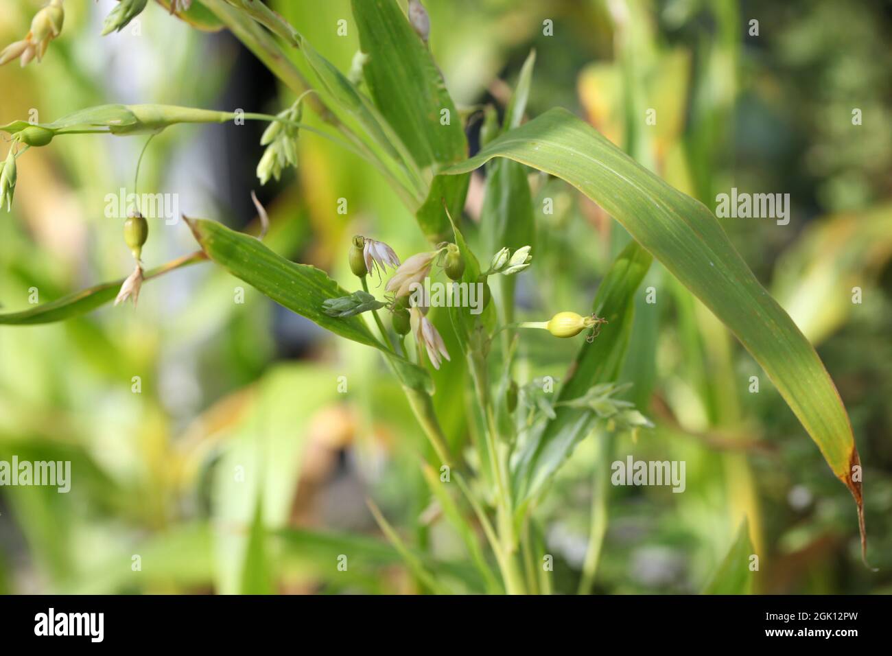 Adlay Millet plant / Jobs Tears ( Coix lacryma-jobi) is a plant used in ...