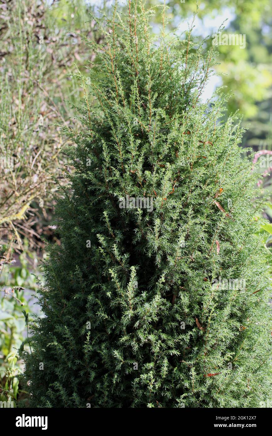 Common Juniper Tree / Juniperus communis Stock Photo - Alamy