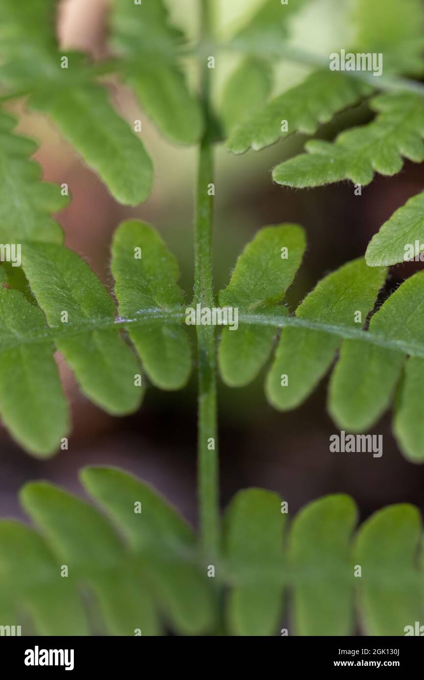 closeup macro shot of fern fronds with natural colors behind in summer ...