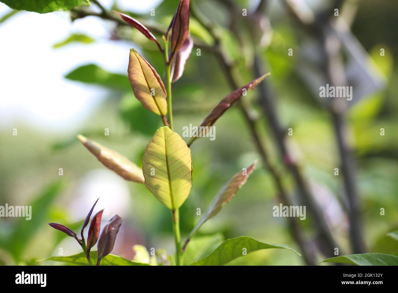 Close-up of Lemon Tree foliage ( Citrus limon Stock Photo - Alamy