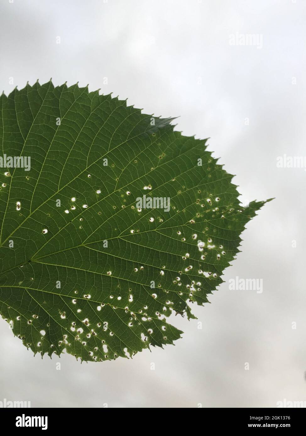 Vein lime tree leaf hi-res stock photography and images - Alamy