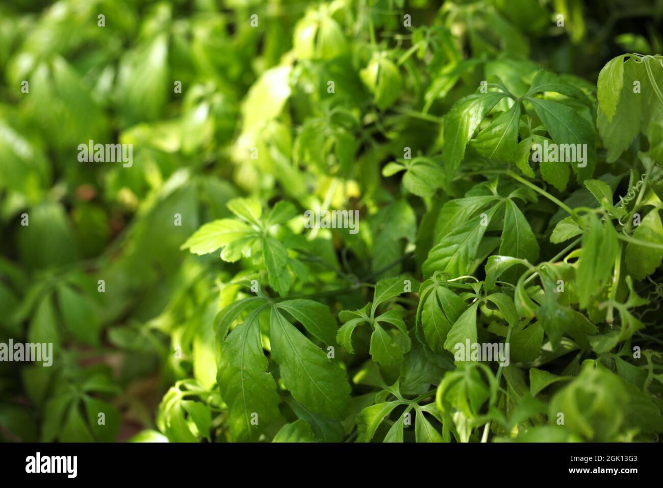 Sweet Tea Vine ( Gynostemma pentaphyllum ) a perennial herbal plant ...