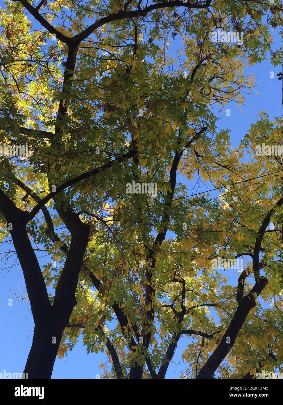 yellow leaves of a tree in autumn Stock Photo - Alamy