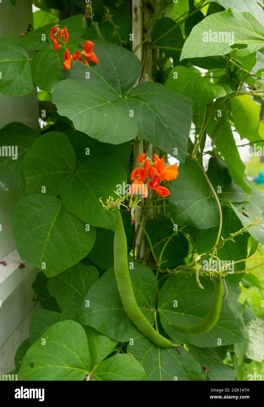 Scarlet runner bean hi-res stock photography and images - Alamy