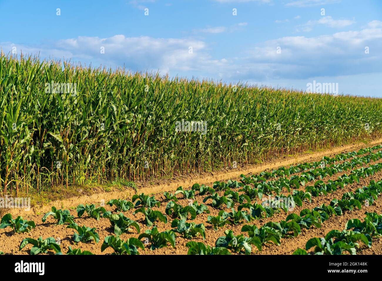 Cabbage cultivated fields in Bretagne in French countryside. View of a ...
