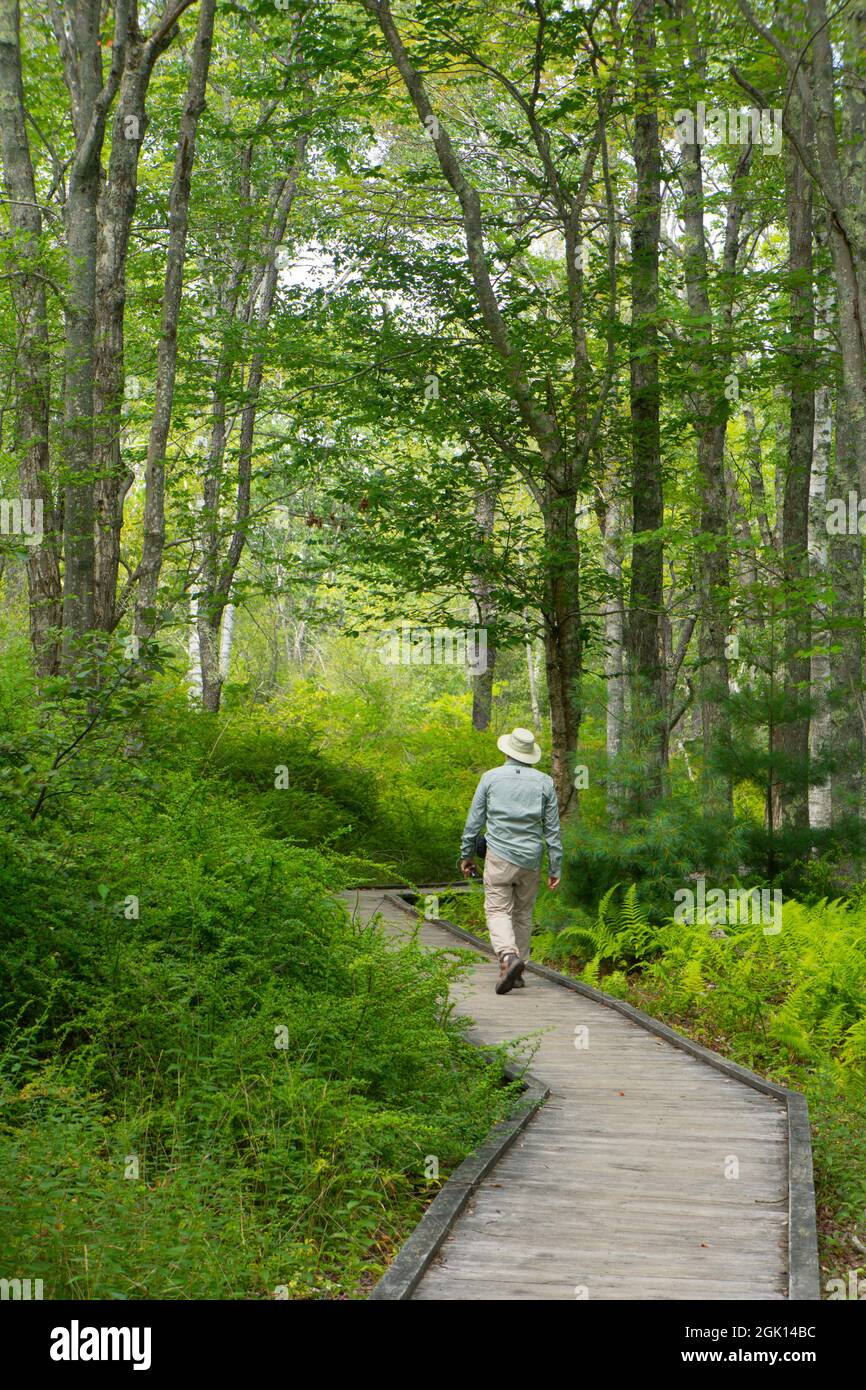 Wells Estuarine Research Reserve with nature trails. Wells, Maine Stock ...