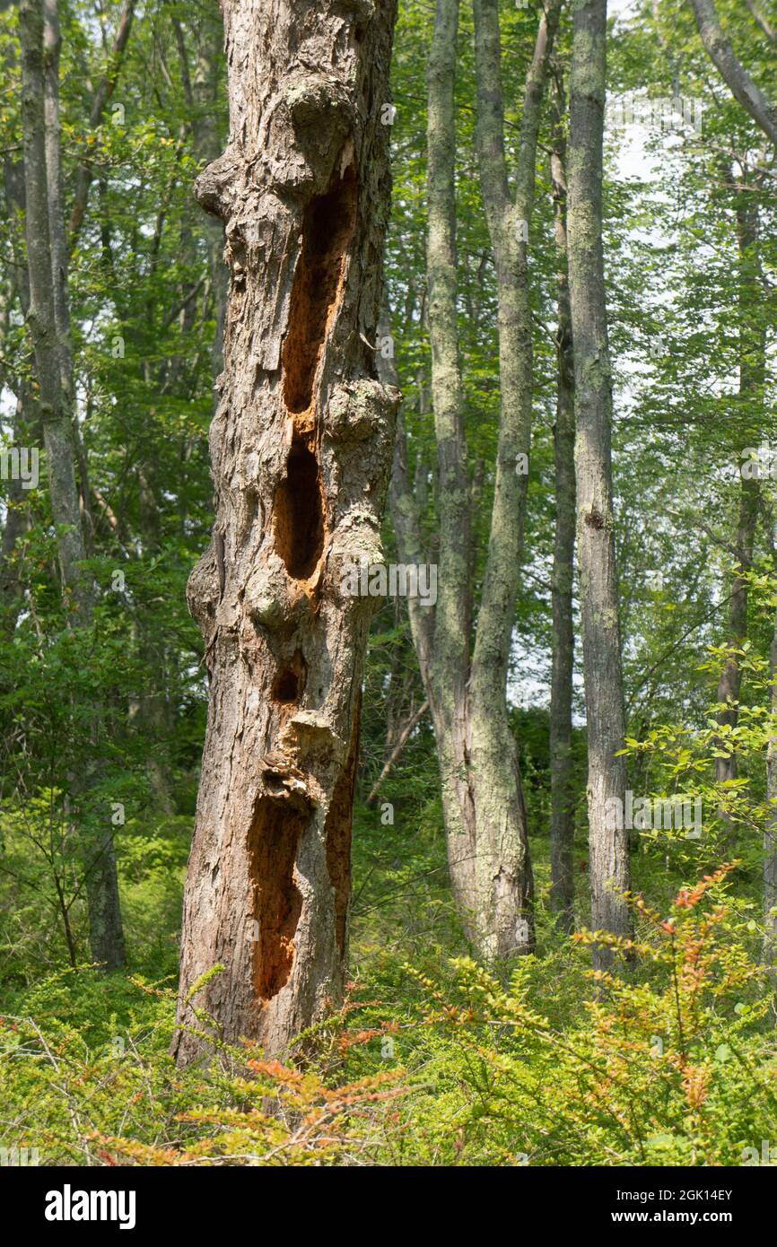 Woodpecked tree on a nature trail Stock Photo - Alamy