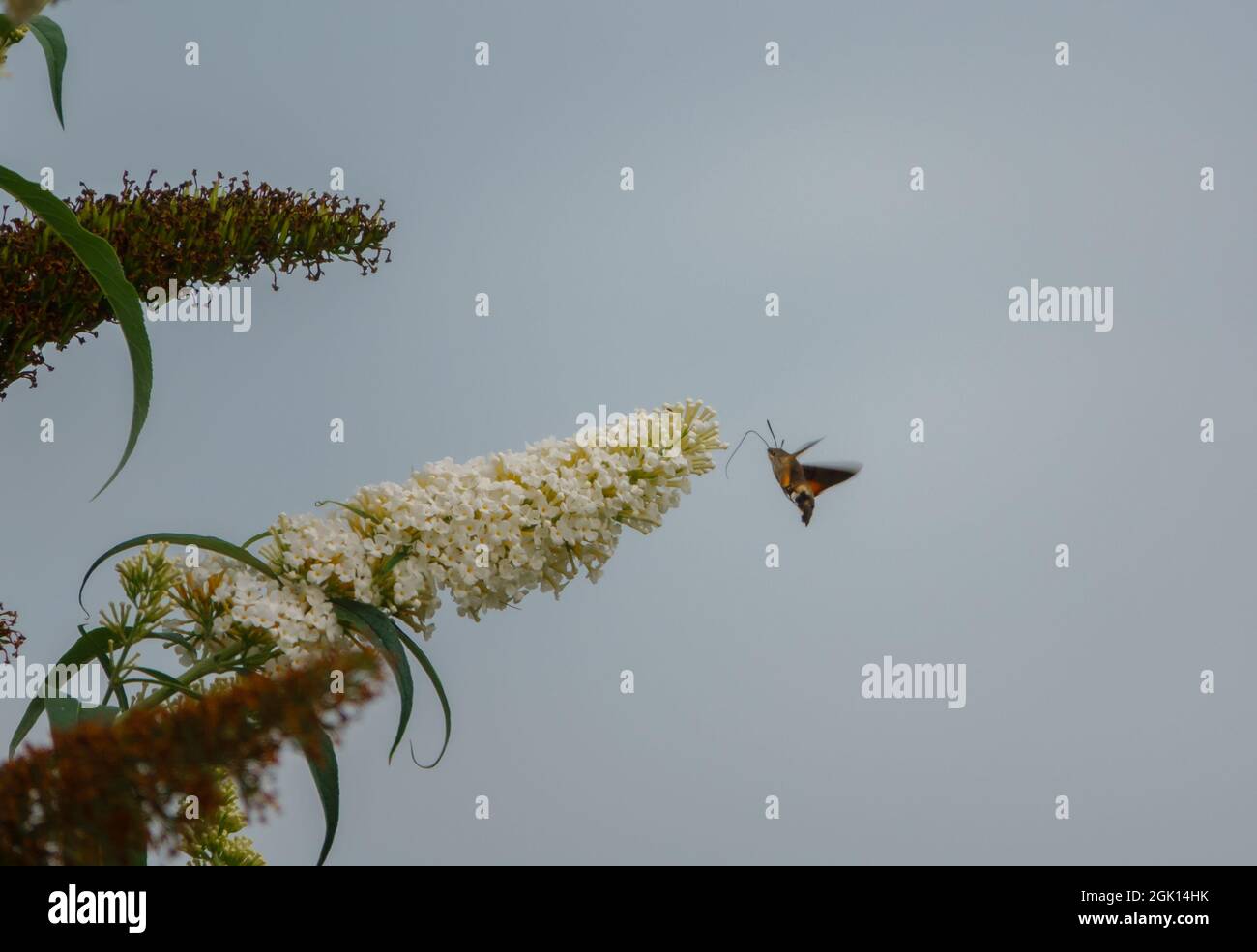 Hummingbird hawk moth buddleja hi-res stock photography and images - Alamy