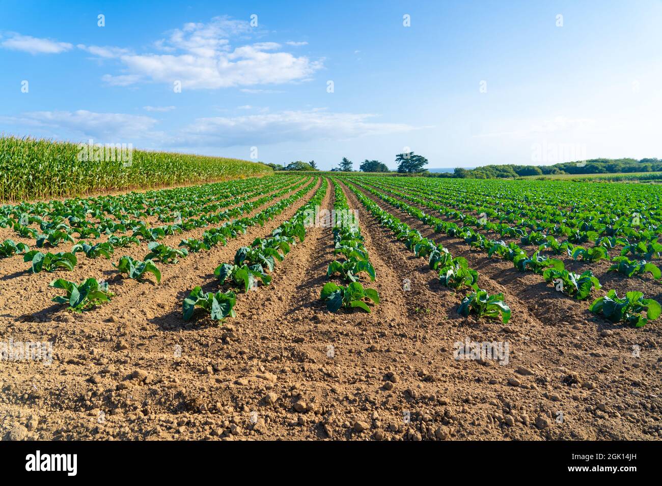 Field of beautiful cauliflowers in Brittany. France. Farming organic ...