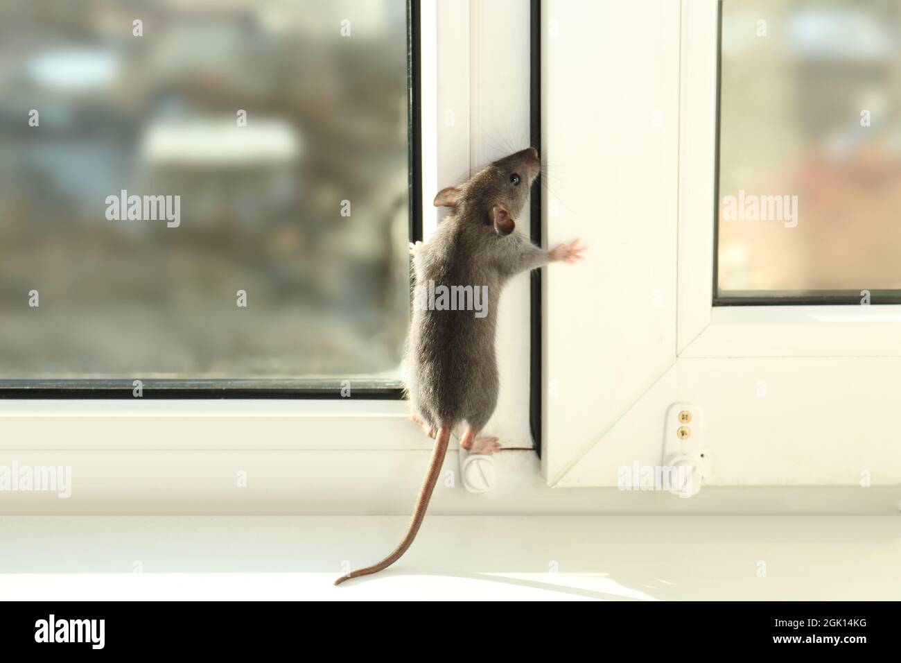 Cute little rat climbing up the window Stock Photo - Alamy