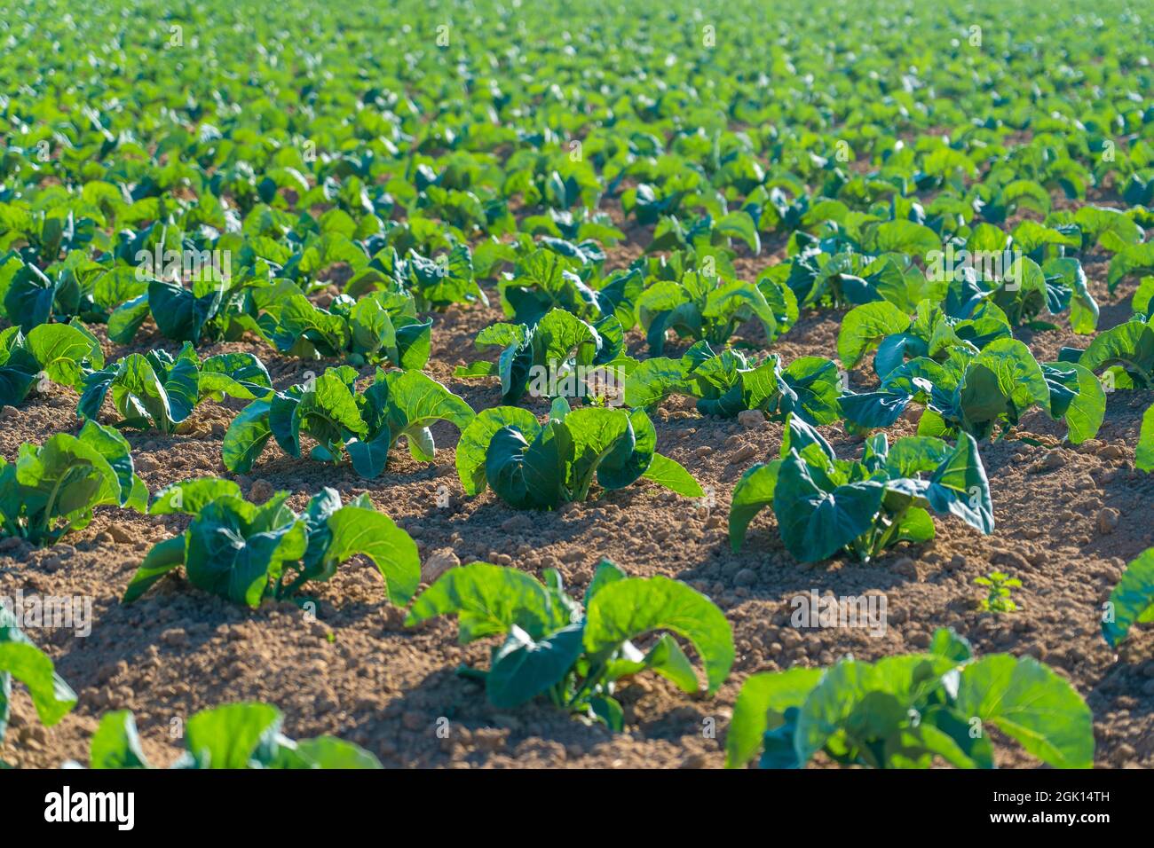 Cabbage cultivated fields in Bretagne in French countryside. View of a ...