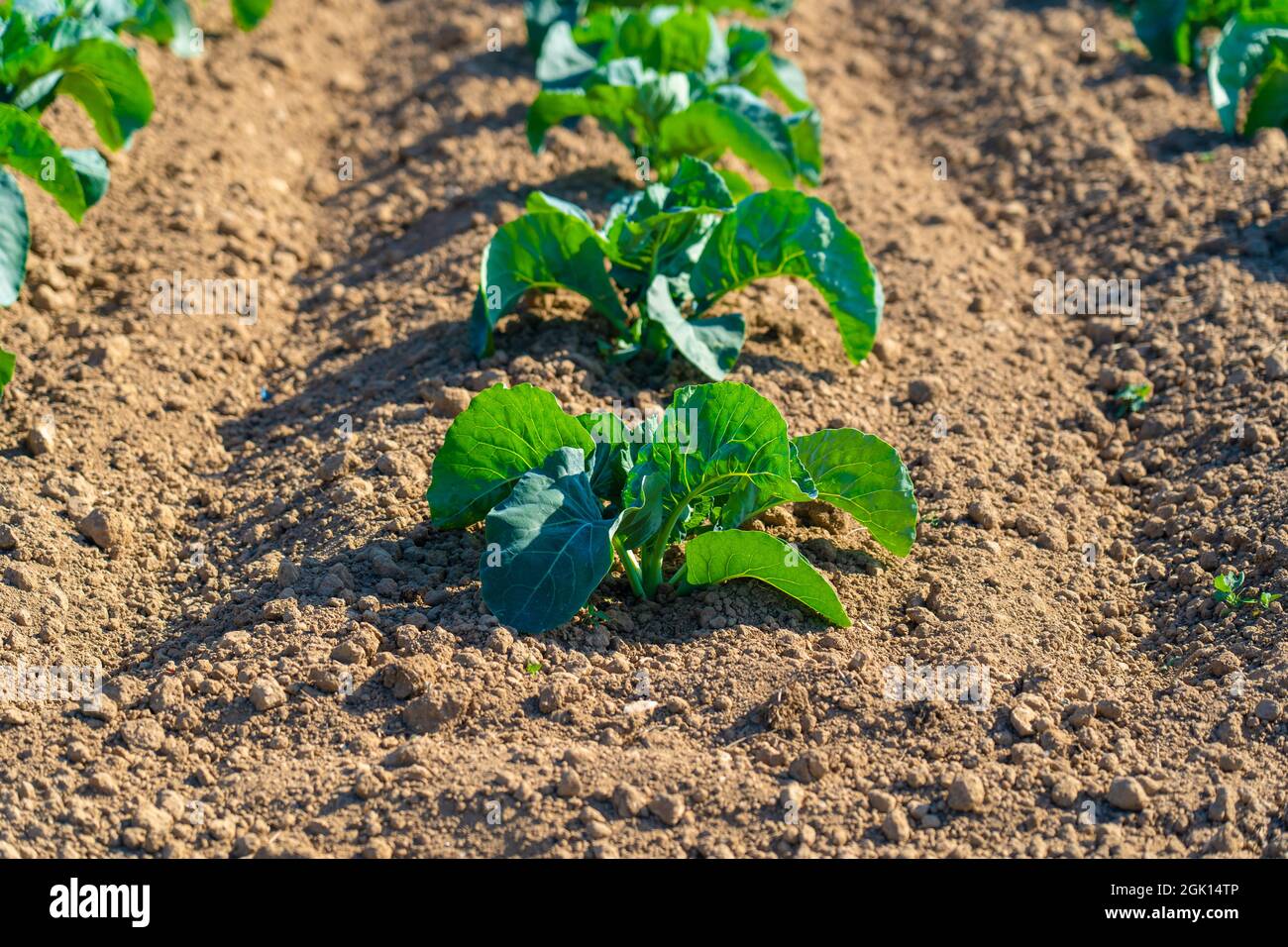 Cabbage cultivated fields in Bretagne in French countryside. View of a ...