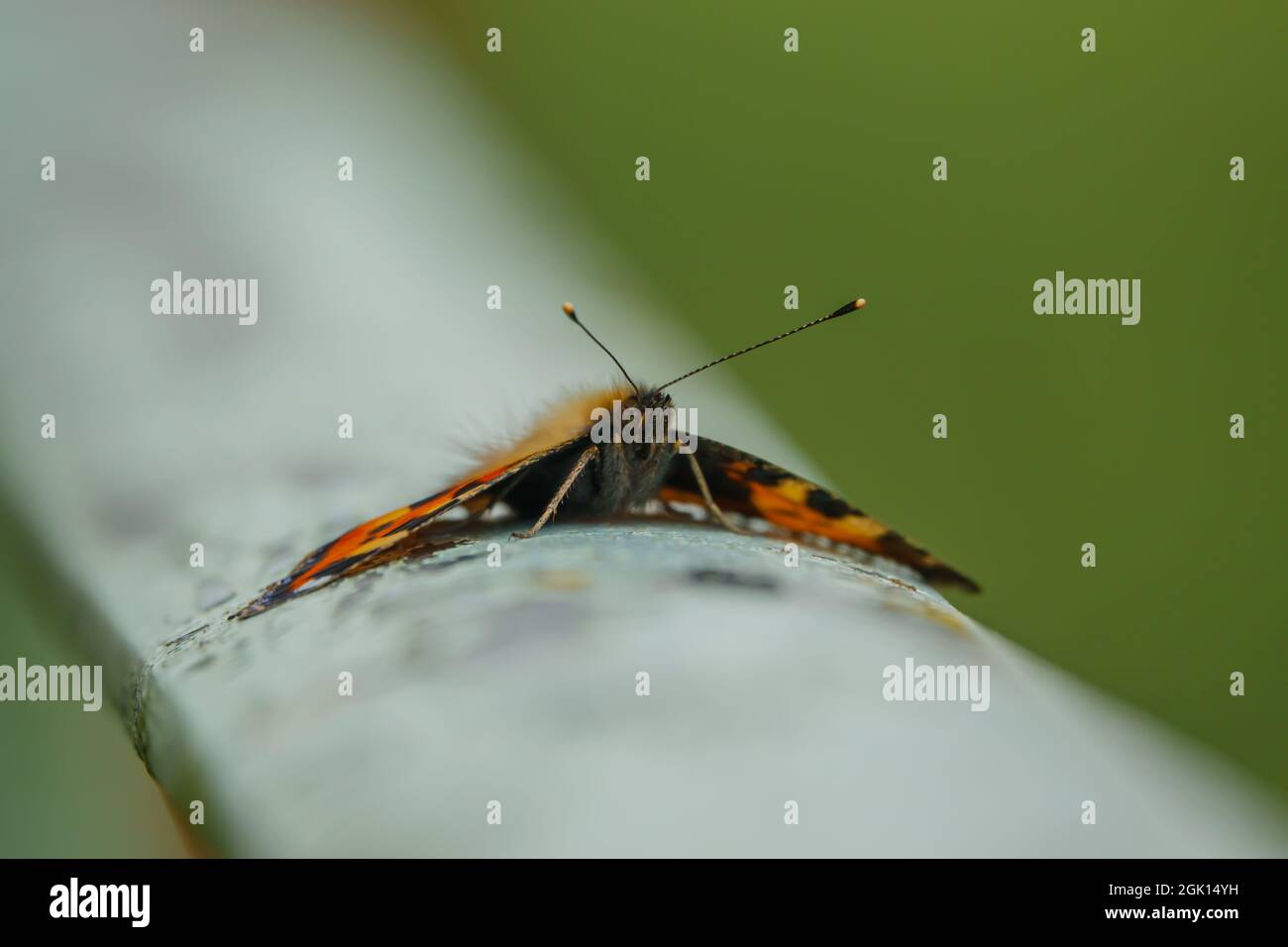 close up macro of a Small Tortoiseshell butterfly (Aglais urticae ...