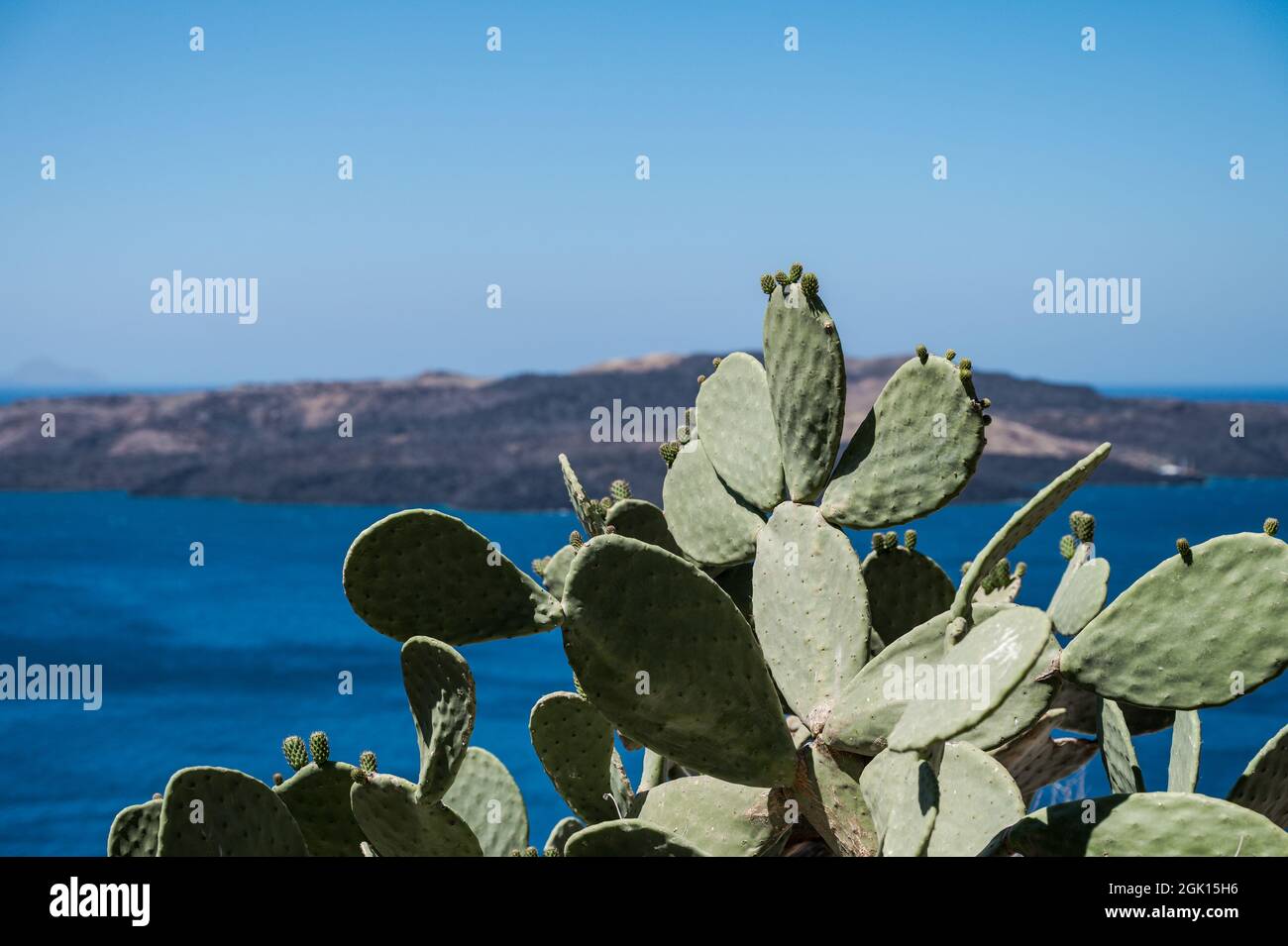 Santorini cacti hi-res stock photography and images - Alamy