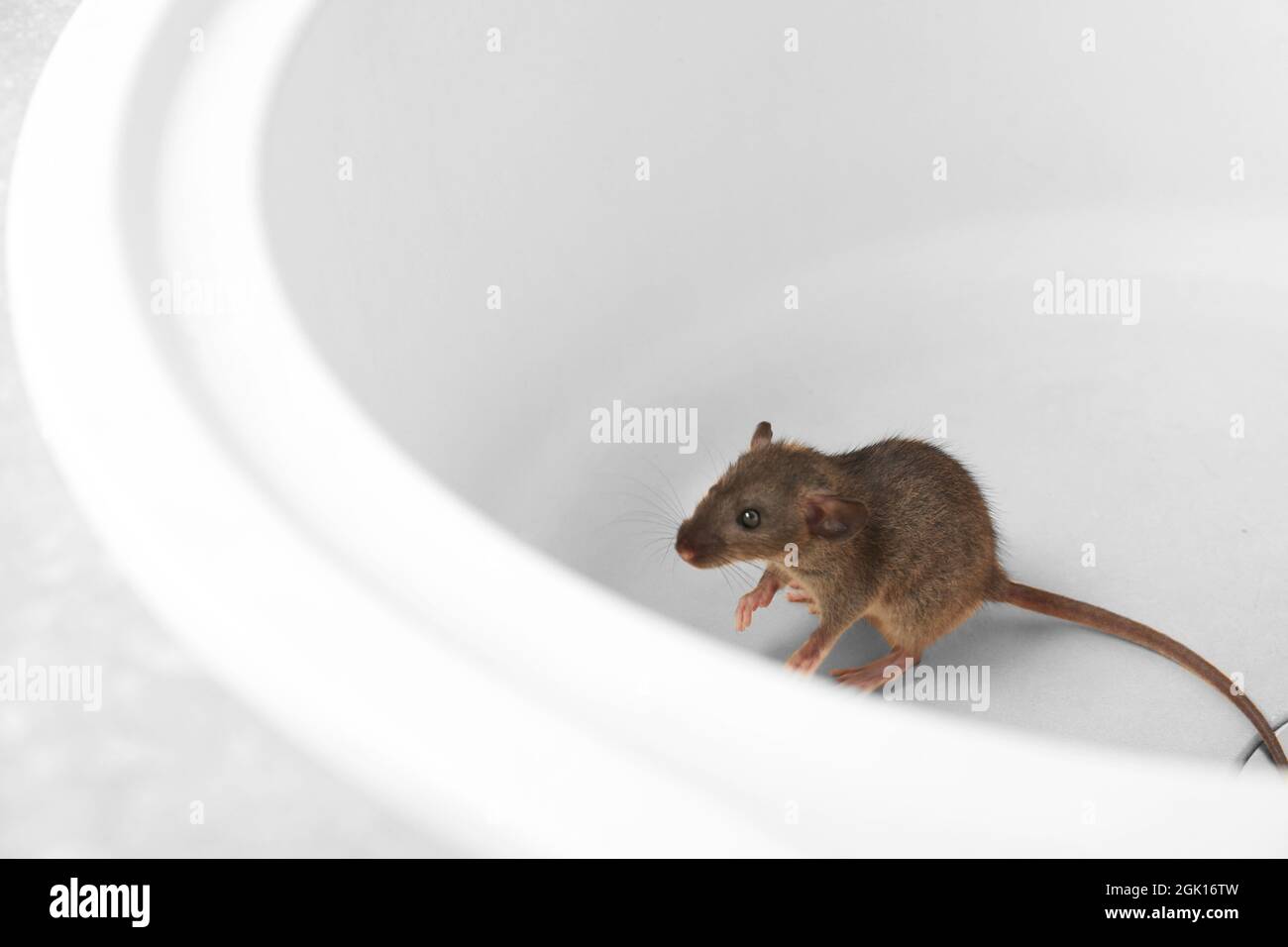 Cute little rat sitting in sink Stock Photo - Alamy