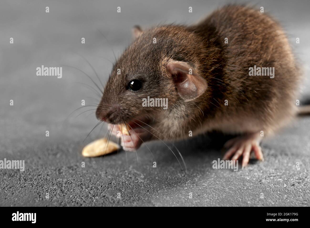 Cute little rat on gray background Stock Photo - Alamy
