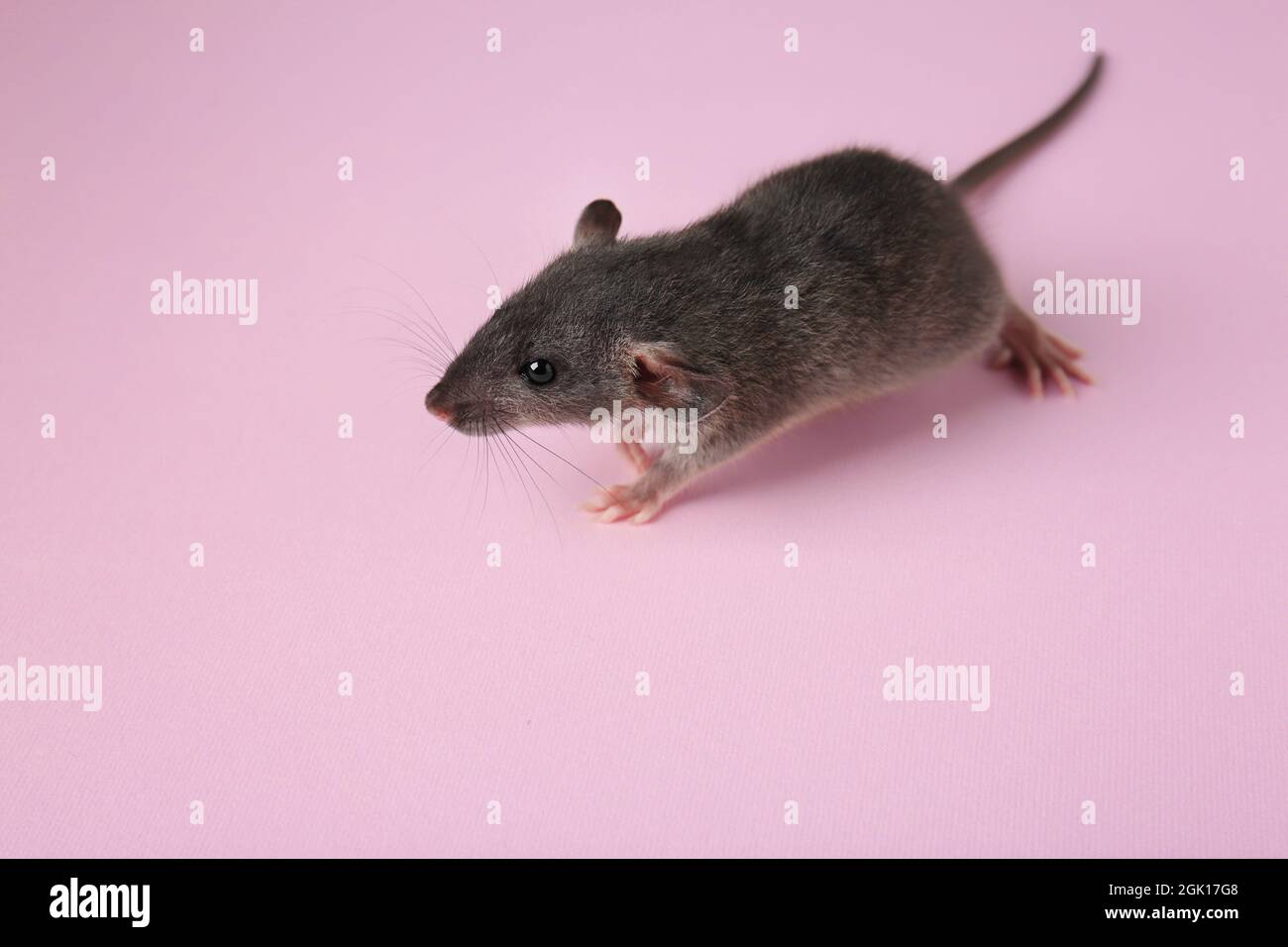 Cute little rat on color background Stock Photo - Alamy