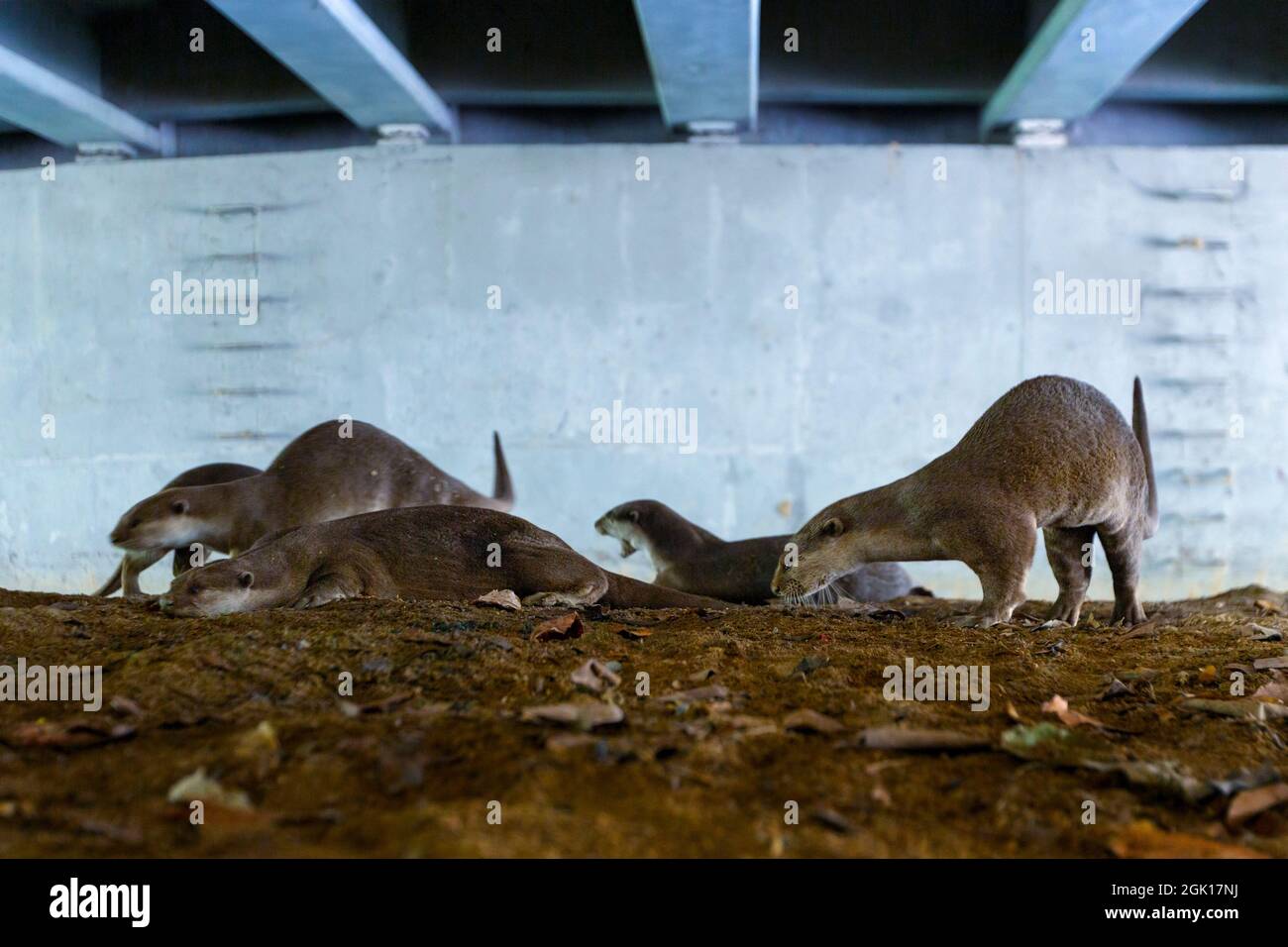 Smooth-coated Otter family resting under a roadbridge, Singapore Stock ...