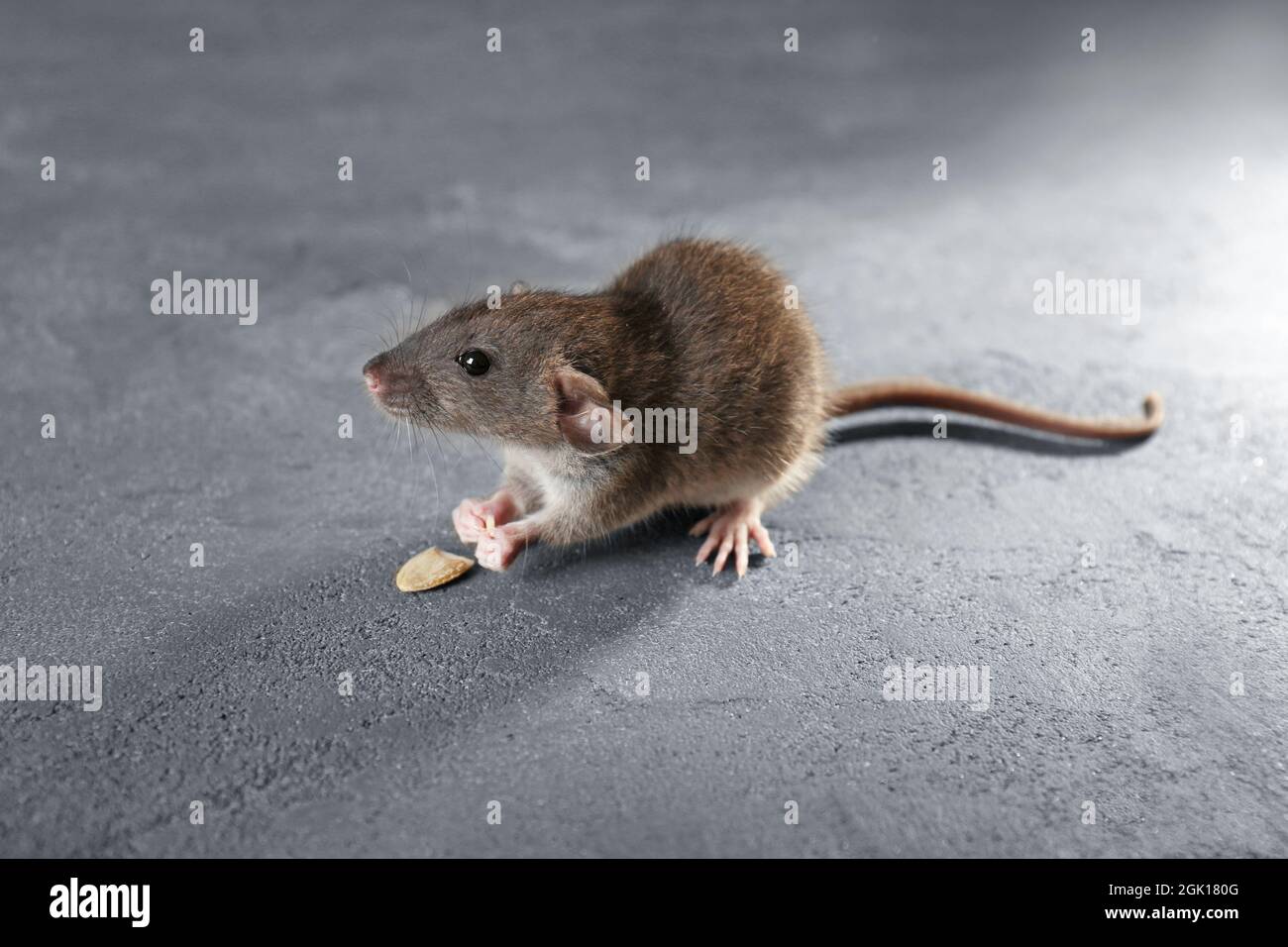 Cute little rat on gray background Stock Photo - Alamy