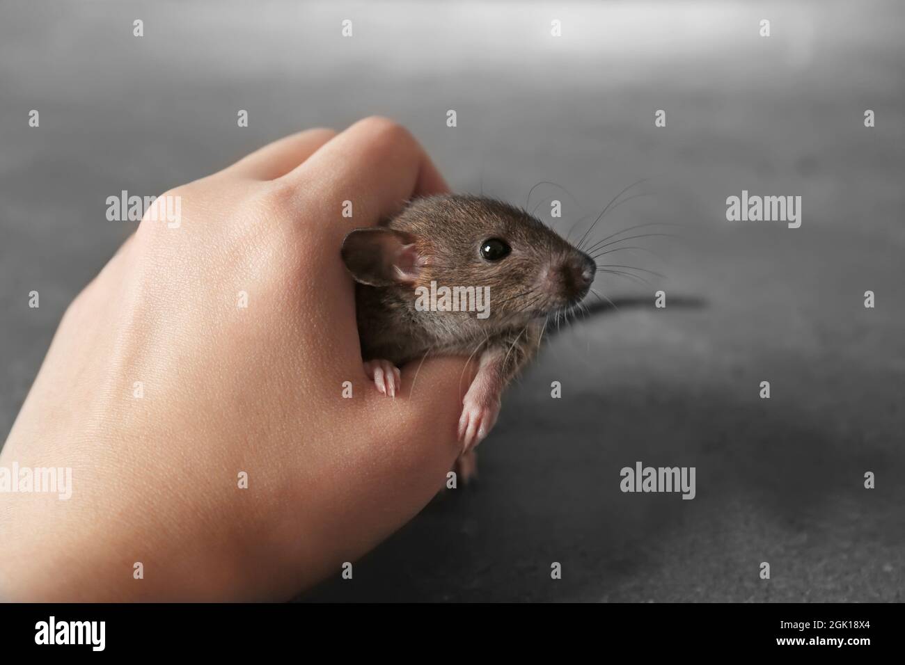 Lab Rat Hand High Resolution Stock Photography and Images - Alamy