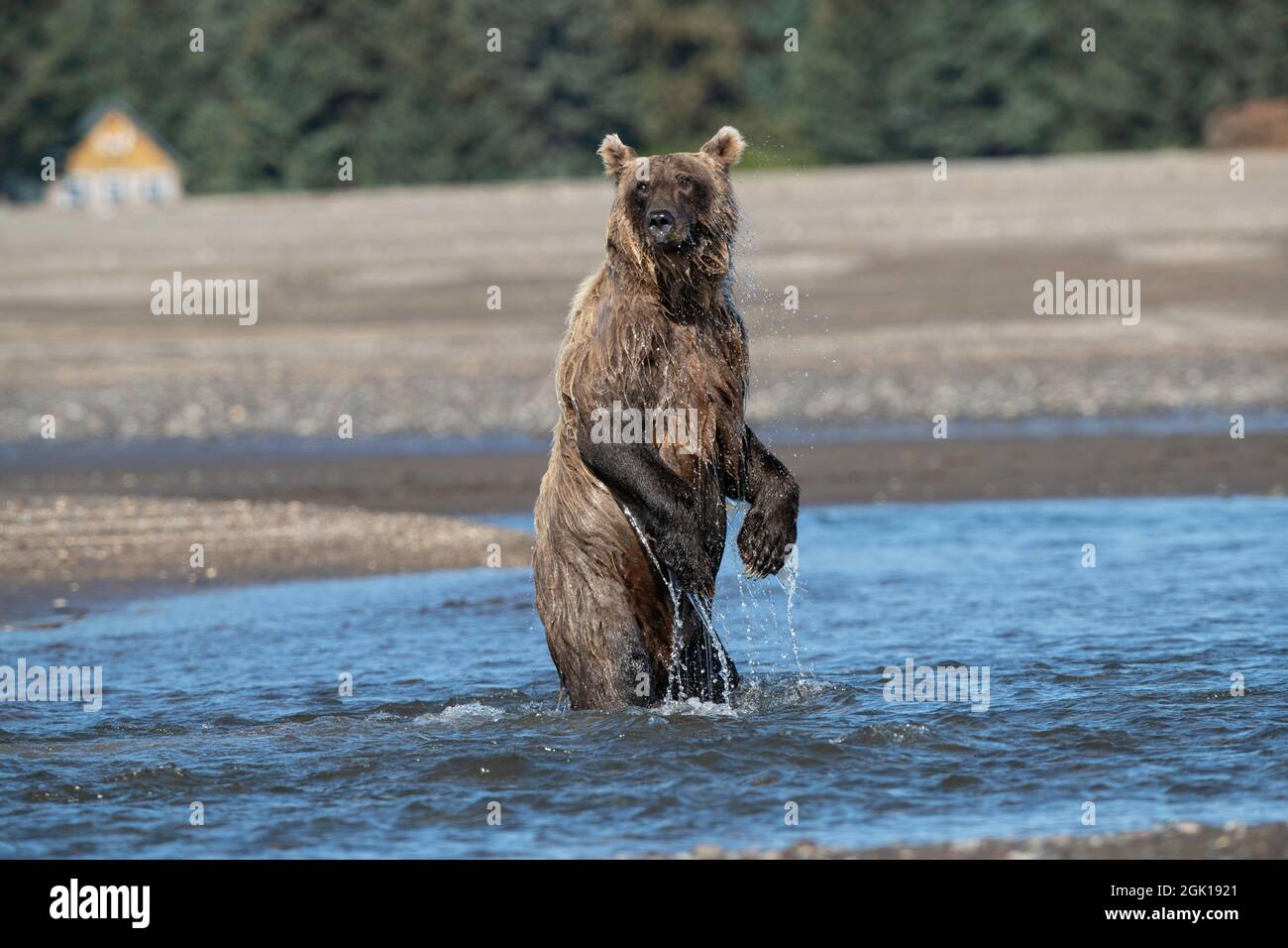 Alaskan Coastal Brown Bear Standing to Watch for Salmon Stock Photo - Alamy