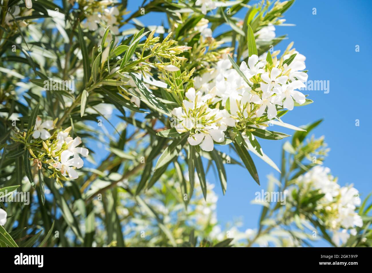 Close-up of branch of blooming olive tree with white flowers with blue ...