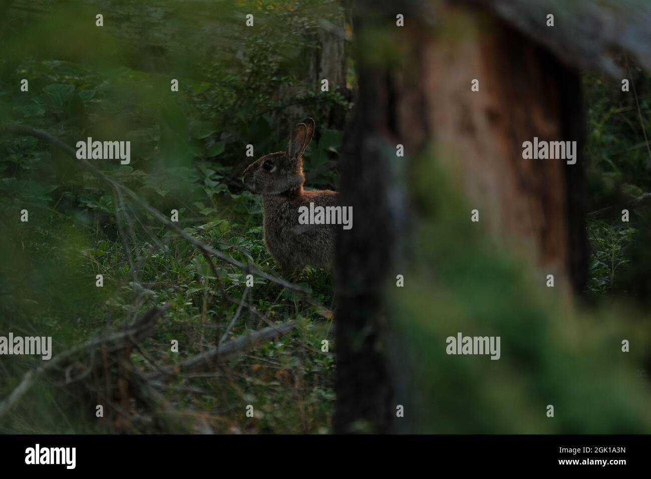 A view of a cute rabbit in the forest Stock Photo - Alamy