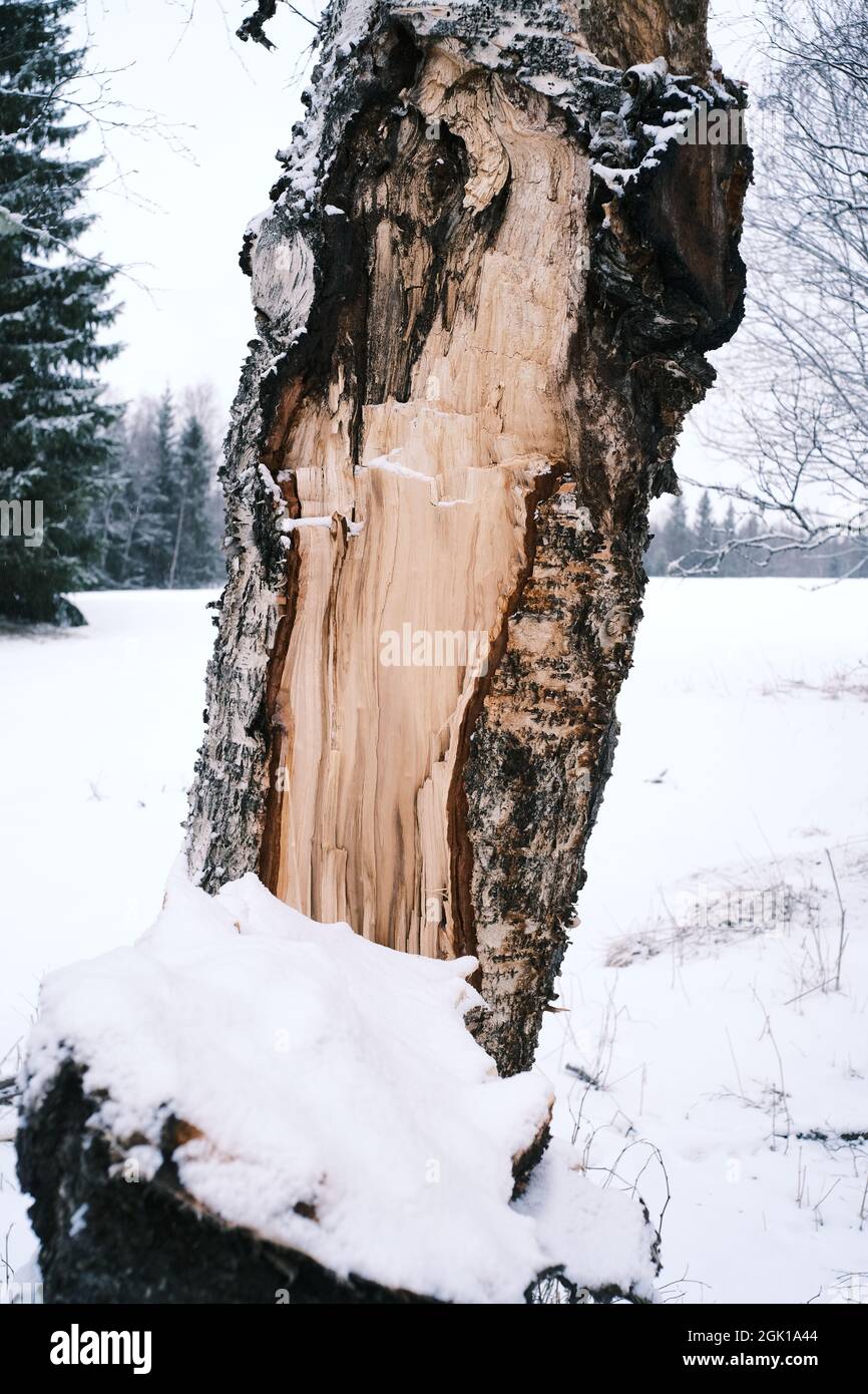 A vertical shot of a tree covered with snow in the winter Stock Photo ...