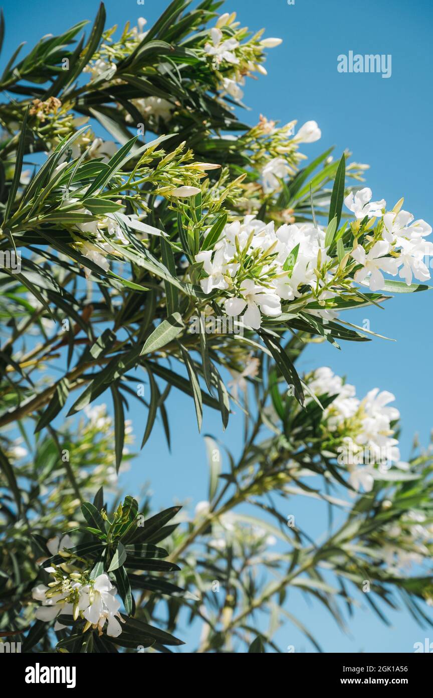 Close-up of branch of blooming olive tree with white flowers with blue ...