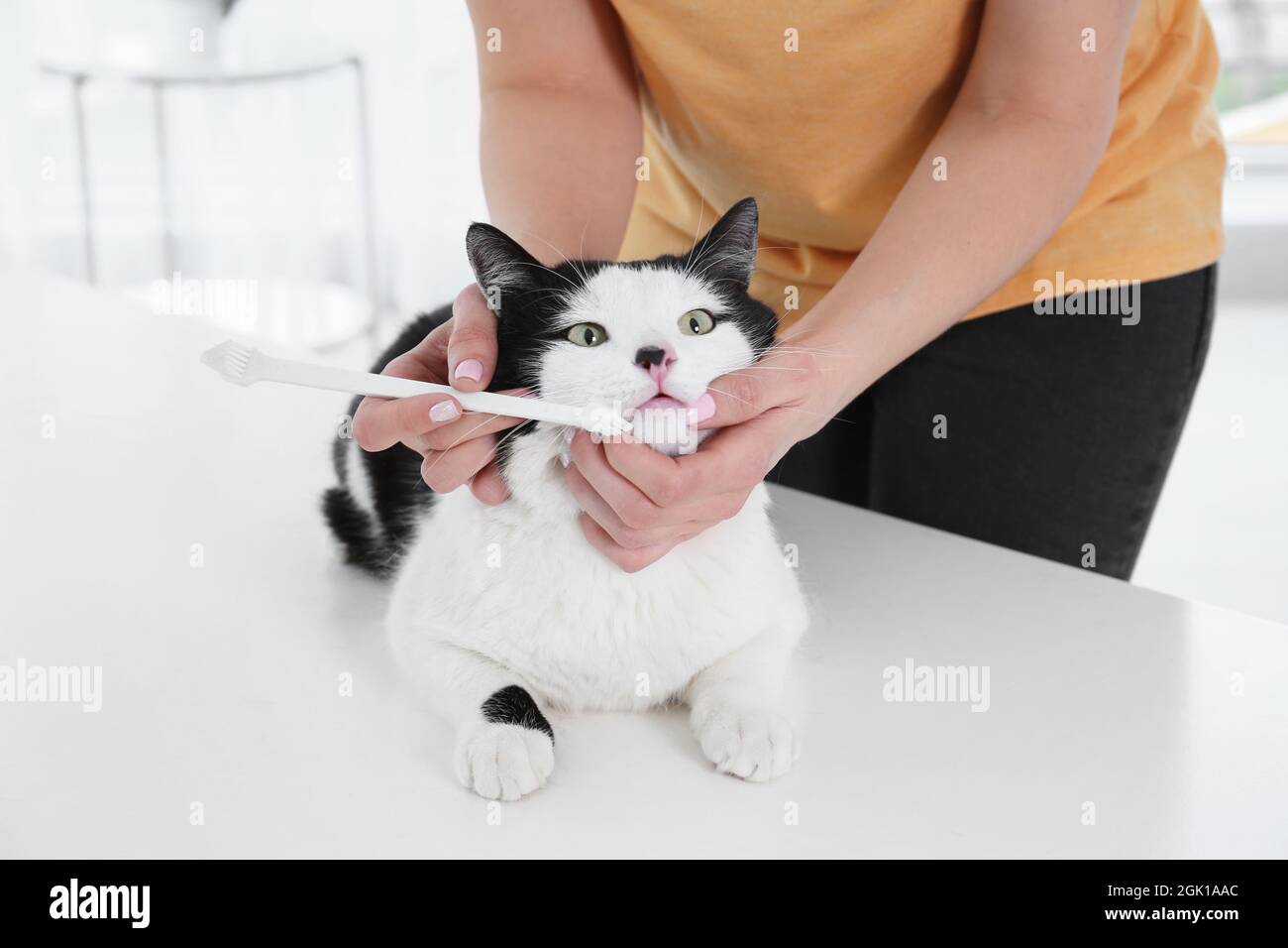 Kitten teeth brushing hi-res stock photography and images - Alamy