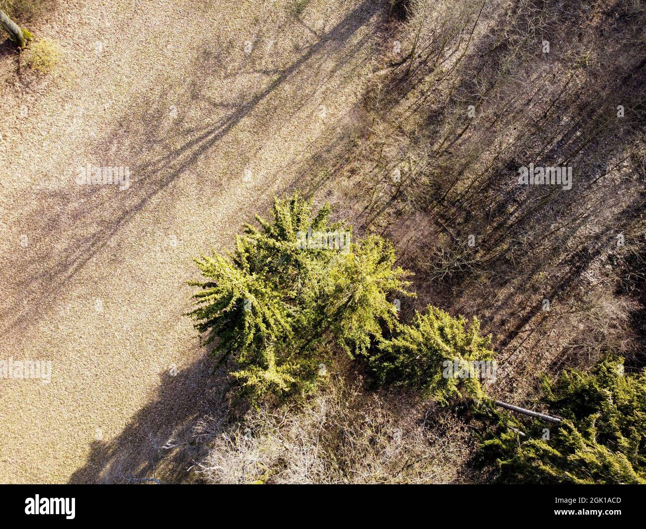 A top view for the nature of the small Evergreen plants growing in a ...