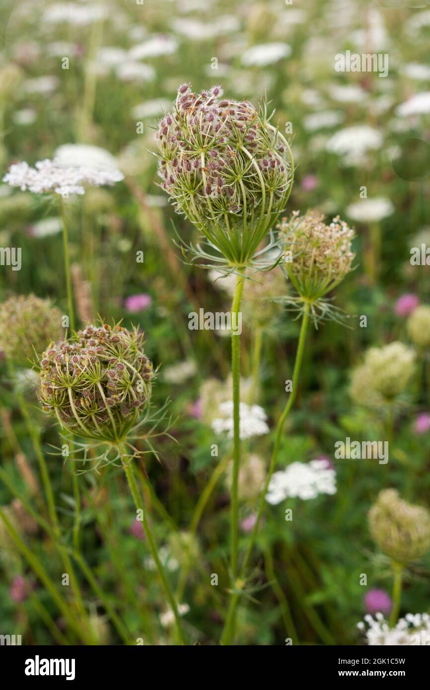 Queen Anne's Lace bud abut to open in a field of wildflowers Stock ...