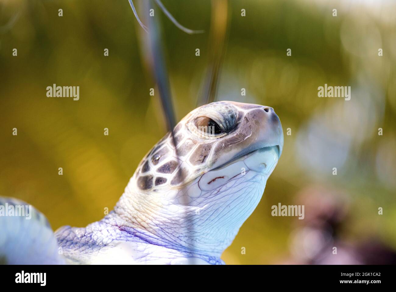 Cuba turtle hi-res stock photography and images - Alamy