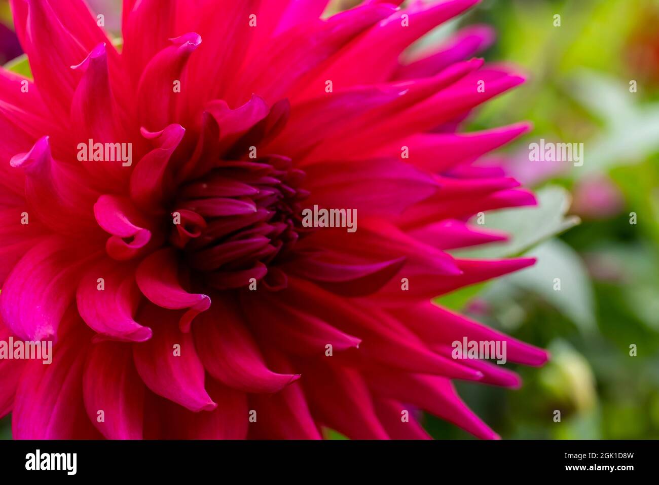Dahlia flower close up for design and desktop background Stock Photo ...