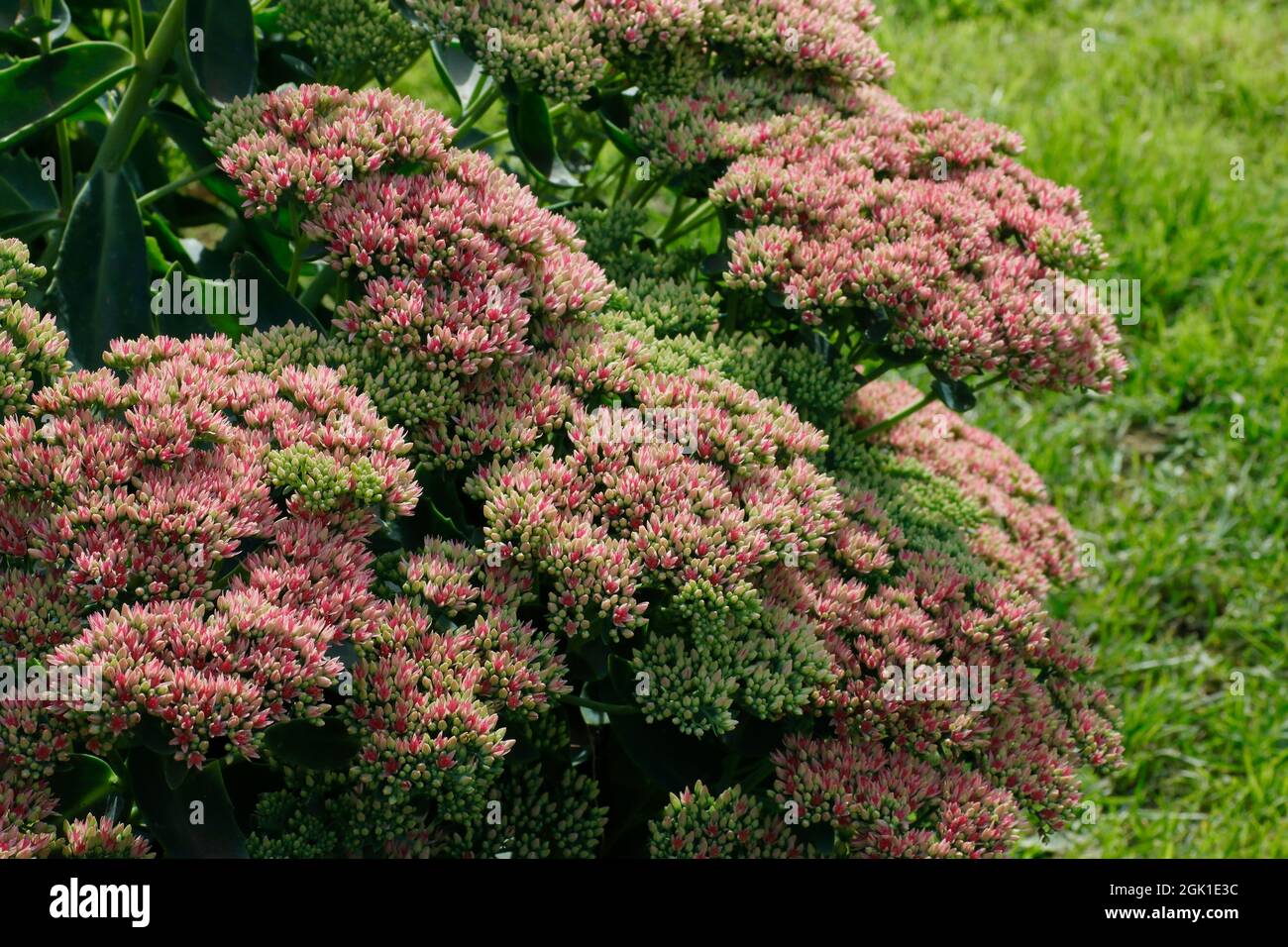 The sedum blooms in the garden with pink flowers. Beautiful floral ...