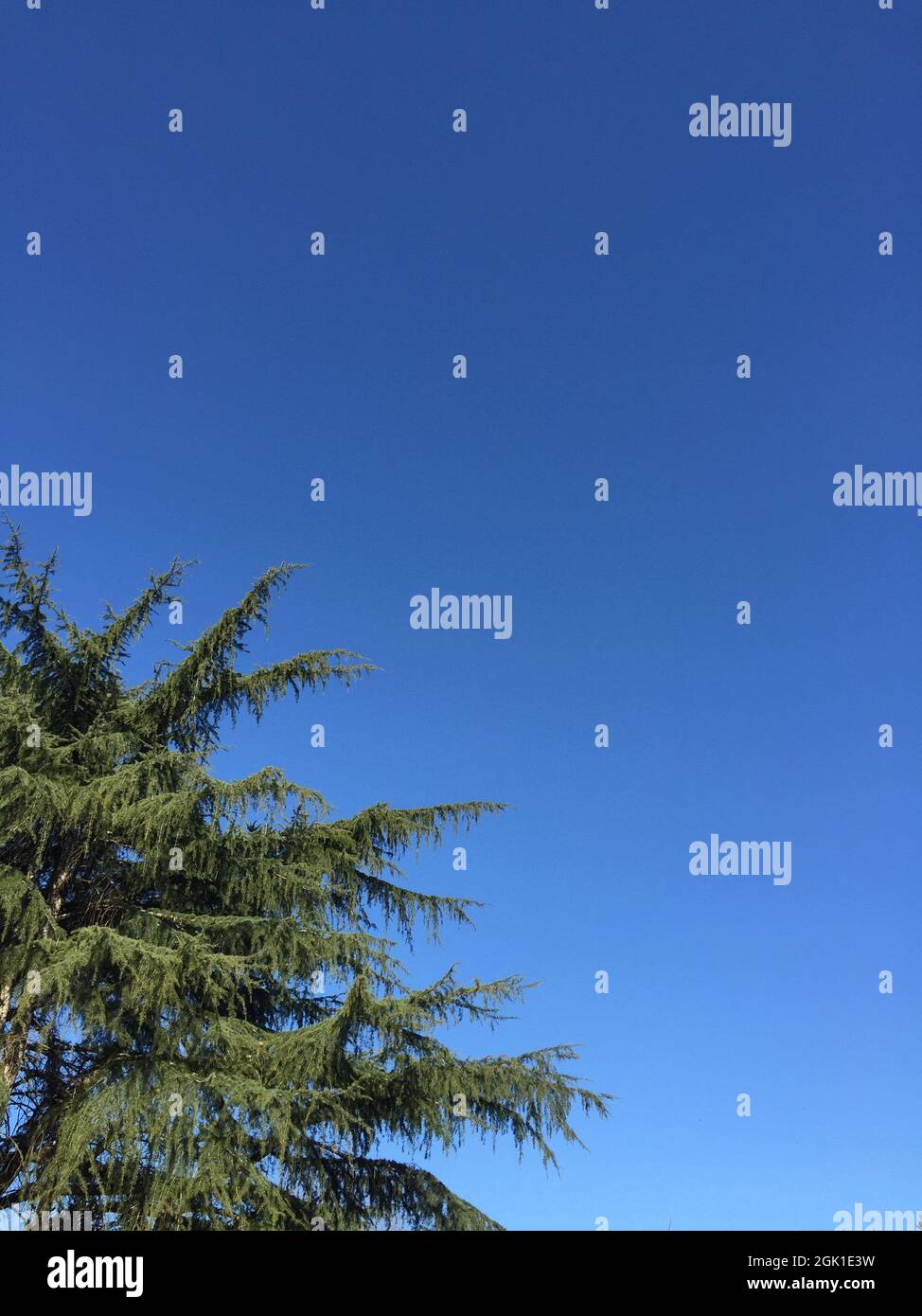 Tree leaves on clear summer hi-res stock photography and images - Alamy