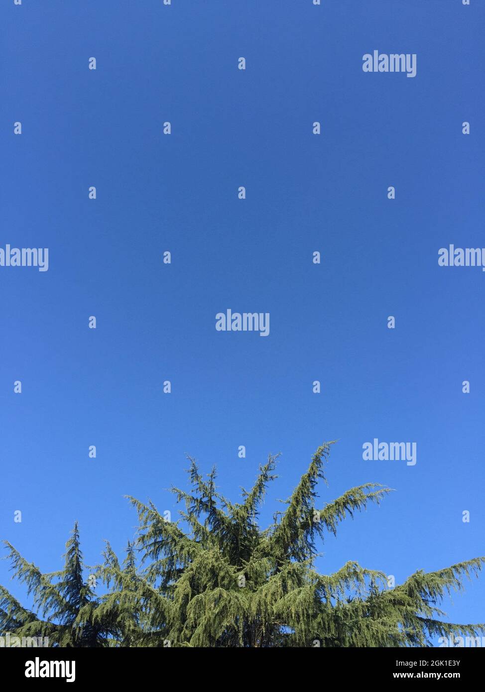 pine tree on a clear blue sky Stock Photo - Alamy