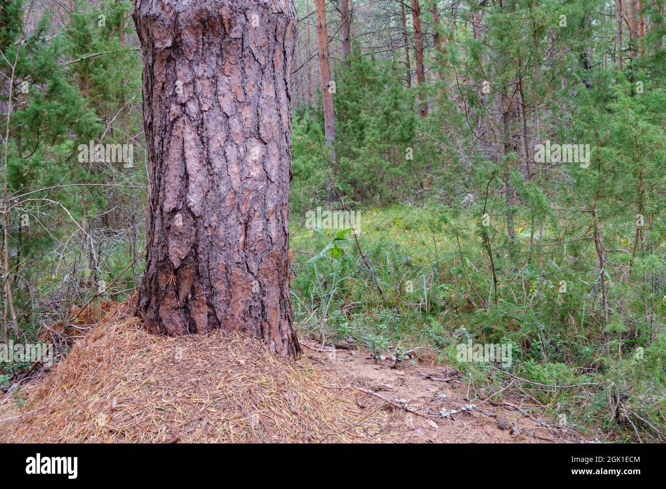 An old large pine tree in the forest. Beautiful forest landscape Stock ...